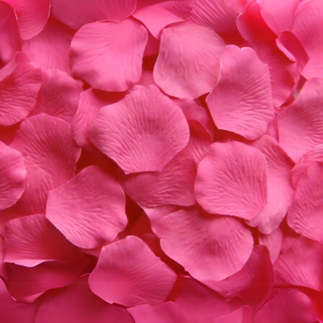 200 Pink Rose Petals | Real Fresh | $12.99 | Boo Bear Factory (Flower