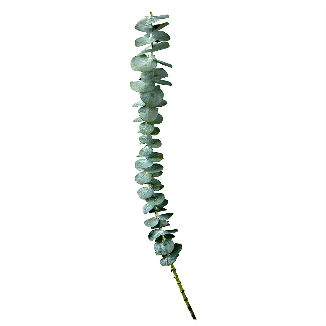 Baby Blue Eucalyptus | 3 Stems | Real Filler Fresh | $12.99 | Boo Bear