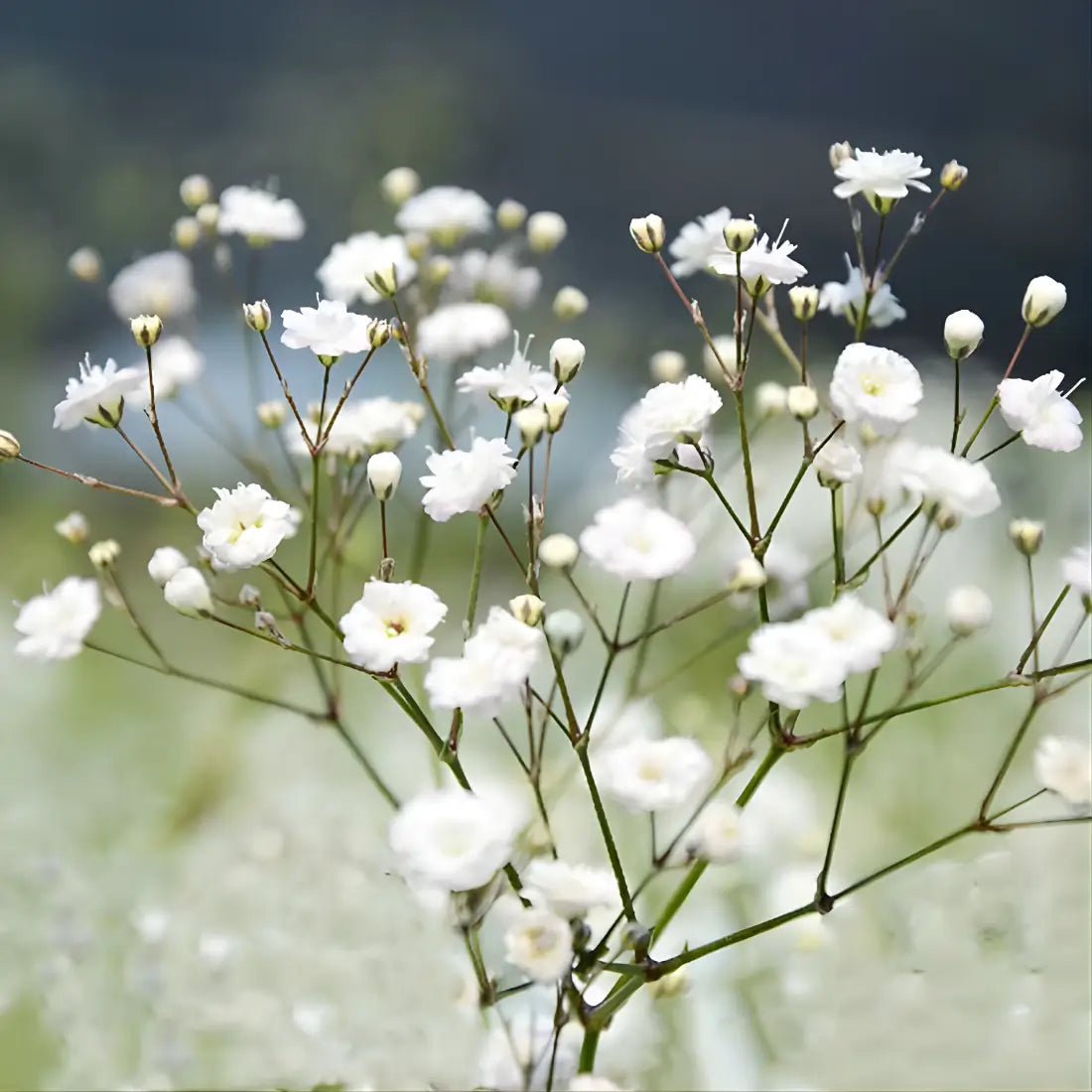 Baby’s Breath | 3 Stems | Real Filler Flowers | $12.99 | Boo Bear Fact