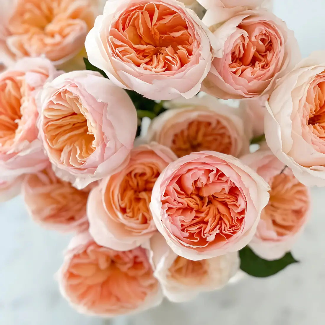 Juliet Roses Bouquet | Most Beloved Wedding Rose Of All Time - Boo Bear
