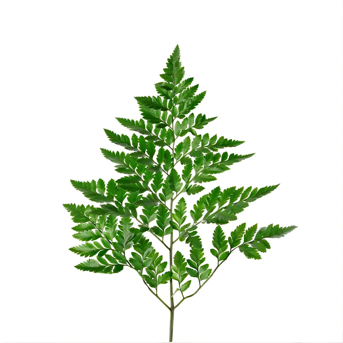 Leather Leaf | 3 Stems | Real Filler Flowers | $12.99 | Boo Bear Facto