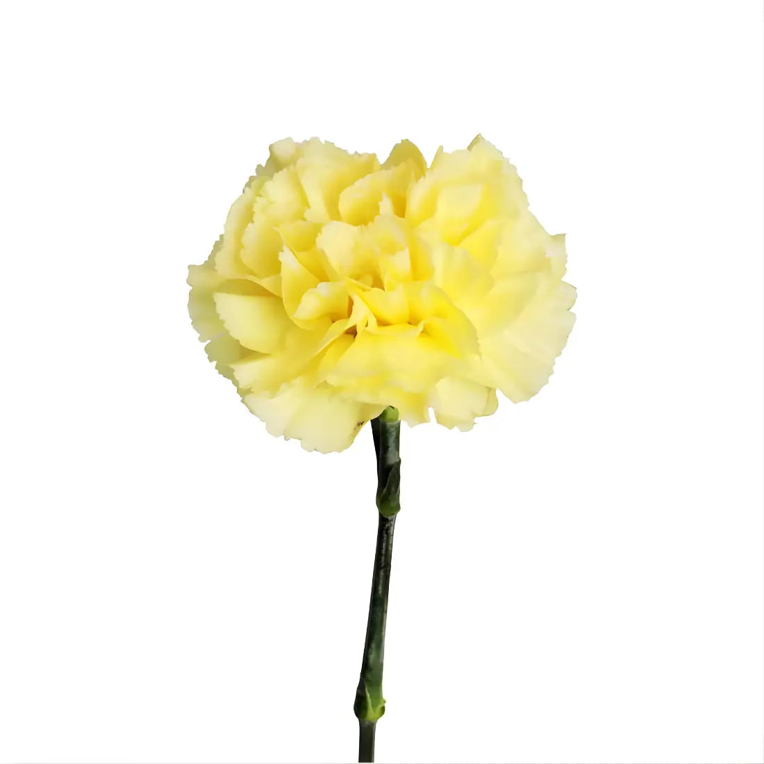 Yellow Carnation | 3 Stems | Real Filler Flowers | $12.99 | Boo Bear F