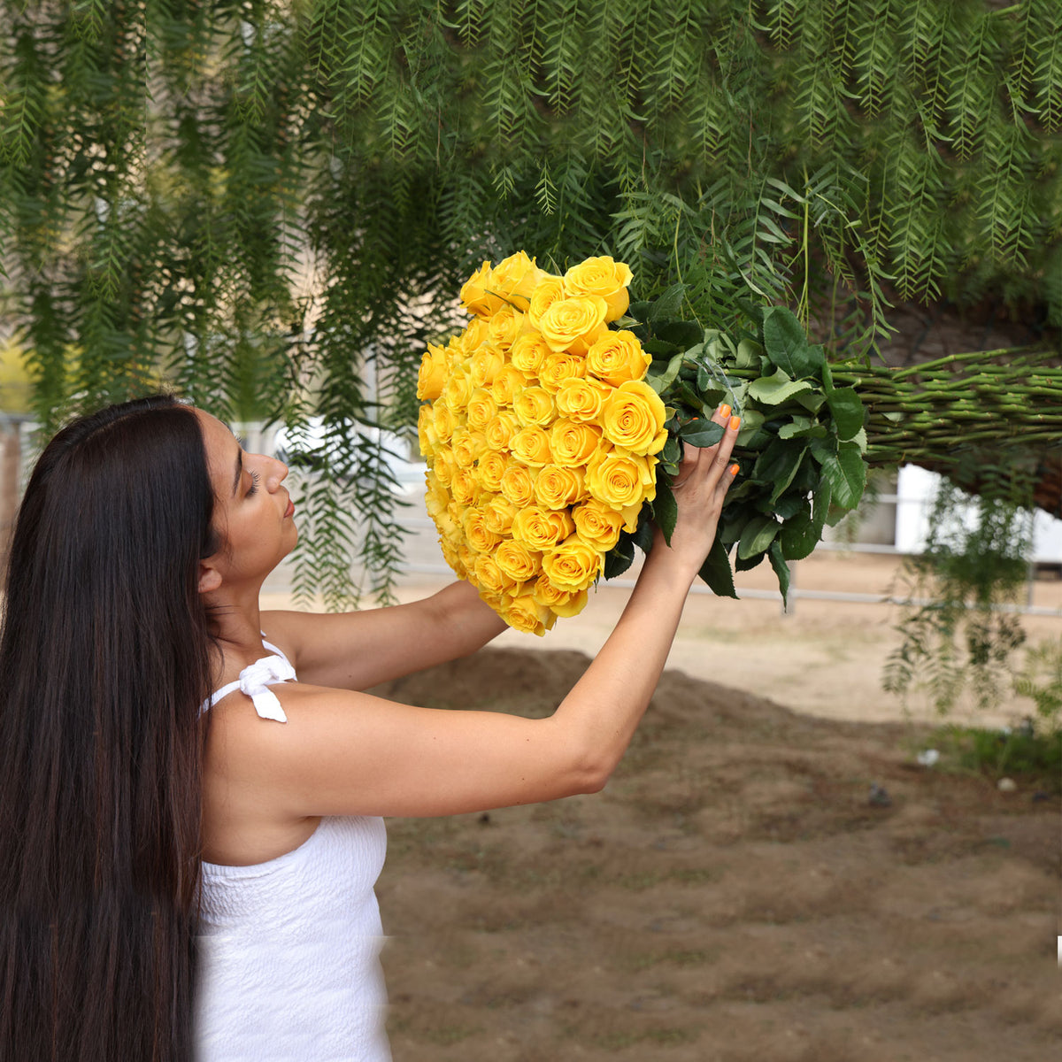 Stunning Yellow Roses – Fresh & Vibrant Blooms - Boo Bear